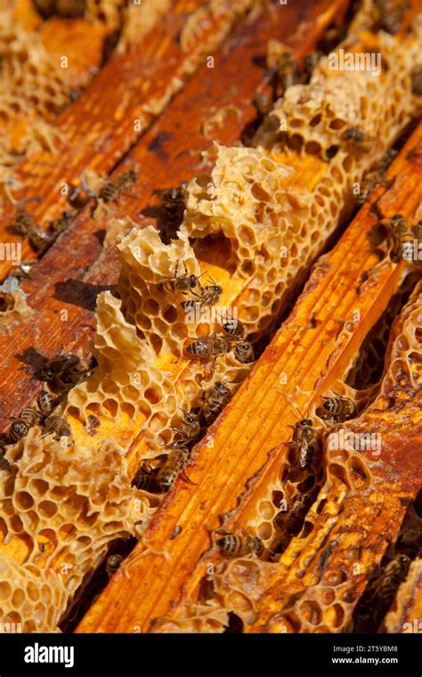 Frames Of A Beehive Close Up View Of The Opened Hive Body Showing The Frames Populated By Honey