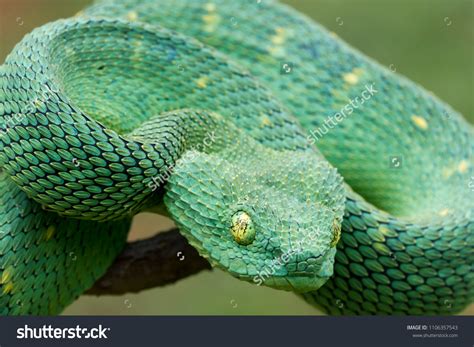 African Bush Vipers Snakes African Bush Viper Makersplace