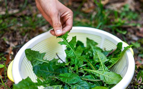 Types Of Edible Grass