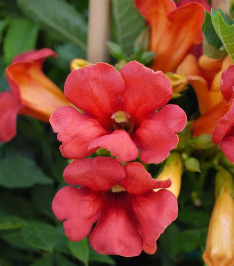 Summer Jazz Fire Trumpet Vine Compact Hummingbird Friendly Plants4home