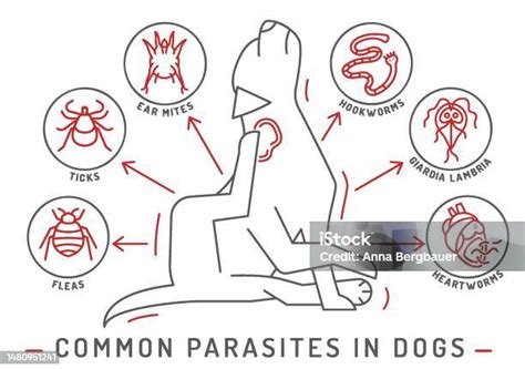 Ilustración De Parásitos Externos E Internos Comunes En Perros Y Más