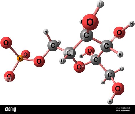 Fruttosio 6 Fosfato Immagini E Fotografie Stock Ad Alta Risoluzione Alamy