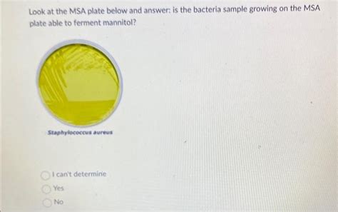Solved Look At The Msa Plate Result Below And Answer Is The
