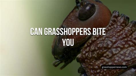 How Do Grasshoppers Make Sound