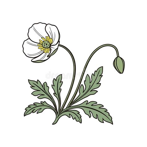 Vivid Arctic Poppy Art Stock Illustrations 4 Vivid Arctic Poppy Art