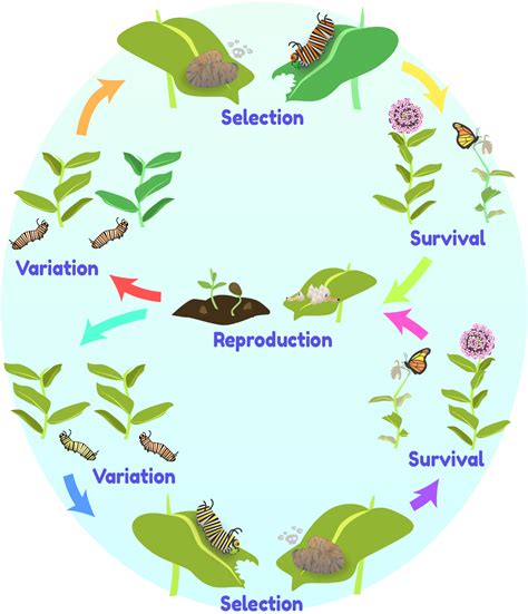 Darwin S 4 Principles Of Natural Selection Examples At Nicholas Heaton Blog