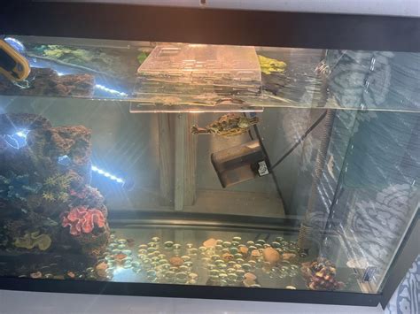 Identifying Sex Rredearedsliders