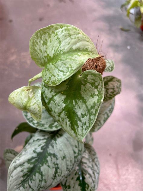 Scindapsus Pictus With Pole Furniture And Home Living Gardening Plants