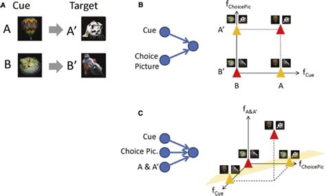 Limber Neurons For A Nimble Mind Neuron