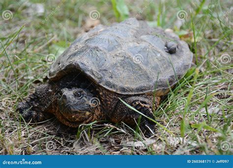 Young Snapping Turtle Nestled In Grass Stock Image Image Of Summer Alert 260368171