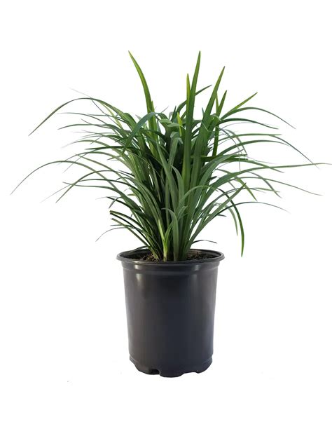 Liriope Super Blue Landscape Depot
