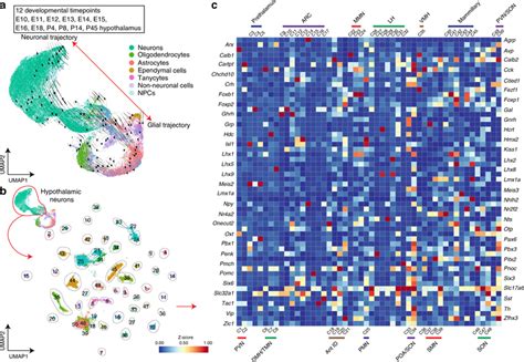 Overview Of Generation Of The Hypothalamus Scrna Seq Dataset A Umap