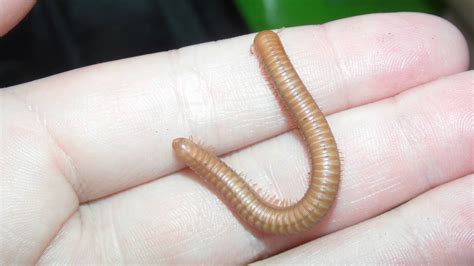 Trigoniulus Corallinus 8 By Op Girl16 On Deviantart