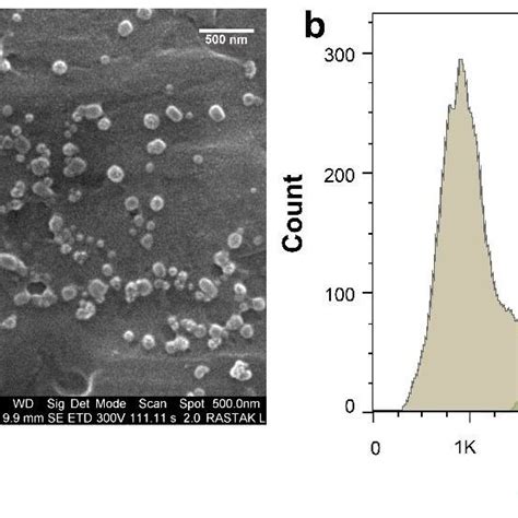 Characterization Of Exosomes By Scanning Electron Microscopy A And