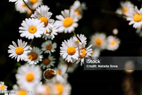 고립 된 검은 배경에 데이지 꽃입니다 데이지의 꽃다발입니다 0명에 대한 스톡 사진 및 기타 이미지 0명 개체 그룹 검정색 배경 Istock