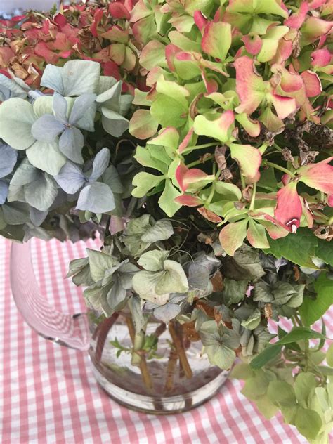 Hydrangea Propagation Susies