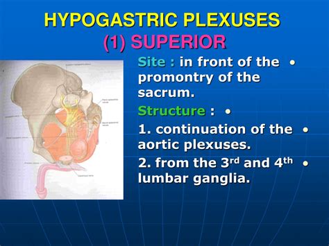 Ppt Anatomy Of Sacral Plexus And Nerves In Pelvic Cavity Powerpoint Presentation Id 9516581