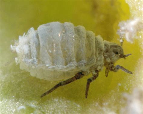 Tetraneura Nigriabdominalis Oriental Grass Root Aphid Identification