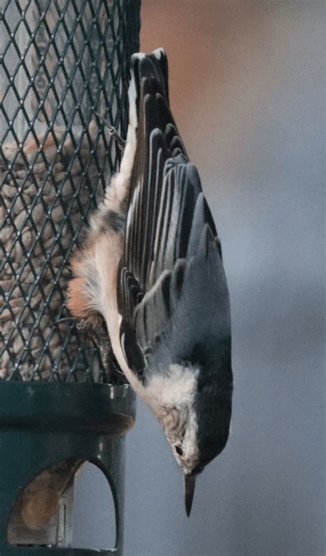 What Sex White Breasted Nuthatch Toronto Oct 2022 Rwhatsthisbird