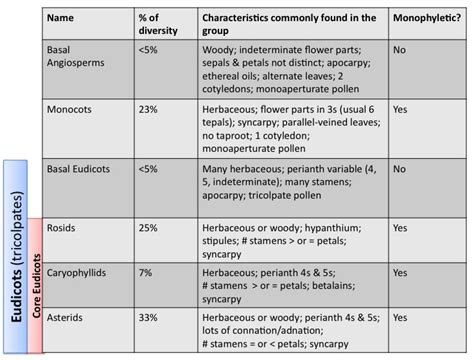 Ksu Faculty Web Basal Angiosperms
