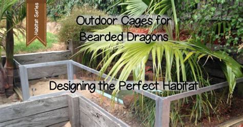 Habitat And Housing For Bearded Dragons Indoors And Outdoors