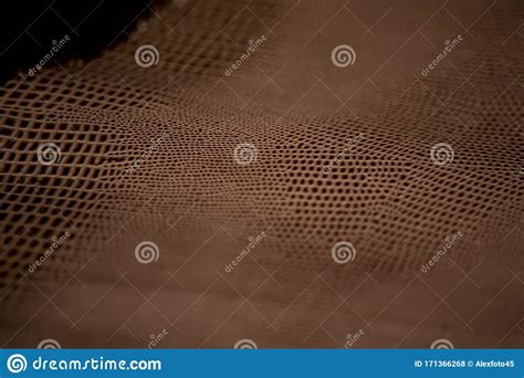 Python Skin Texture Genuine Leather Stock Photo Image Of Beige Nature