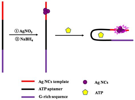 A Fluorescence Enhancement Sensor Based On Silver Nanoclusters Protected By Rich G Dna For Atp