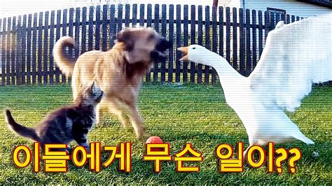 어미 고양이가 죽고 벌어지는 새끼 냥이와 멍이와 거위의 위험한 동거 힐링영상 감동영상 감동사연 실화기반 울컥영상 힐링영상 Youtube