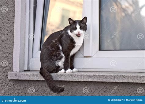 Cute Tuxedo Cat Sitting On Windowsill And Grimacing With Mouth Open Stock Image Image Of City