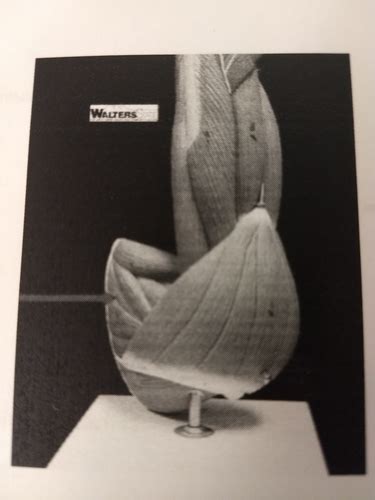 Aandp Final Missed Qs Flashcards Quizlet