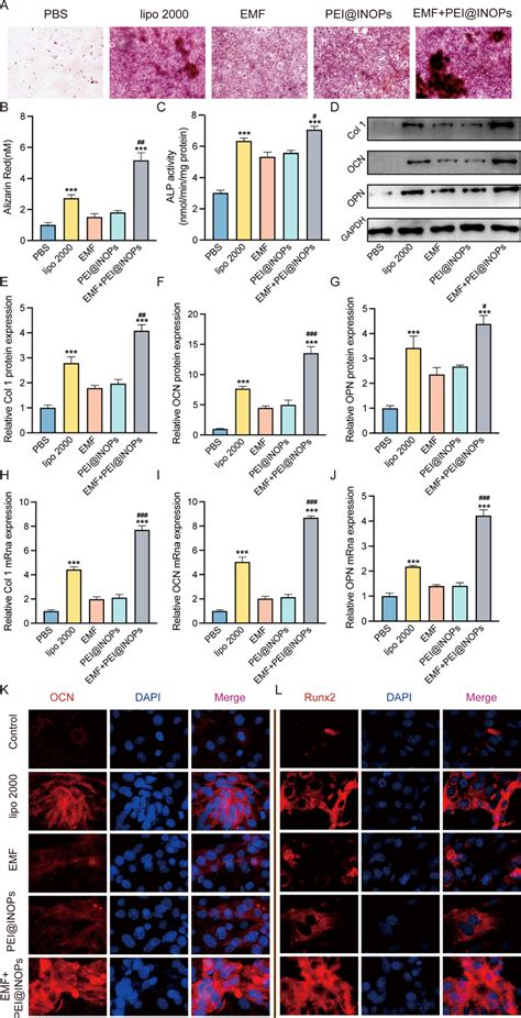 Magnetofection Of Mir 21 Promoted Osteogenesis A B Alizarin Red S