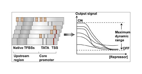 Expanding The Dynamic Range Of A Transcription Factor Based Biosensor In Saccharomyces
