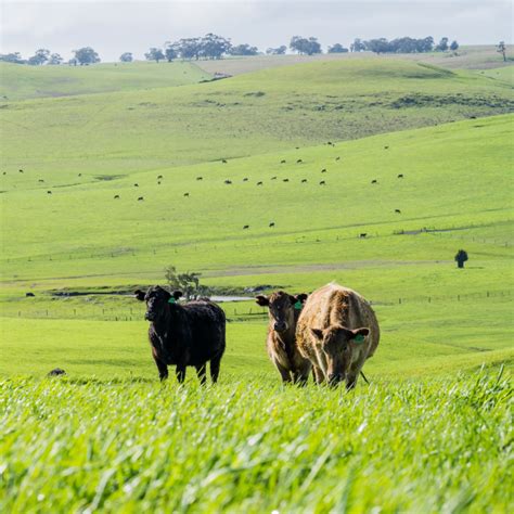 Buy Soil Carbon Credits Viridios Capital