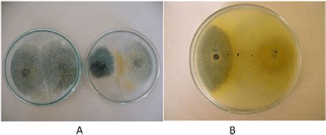 8 Strains Of Trichoderma Sp Compatible A Generation Of Secondary
