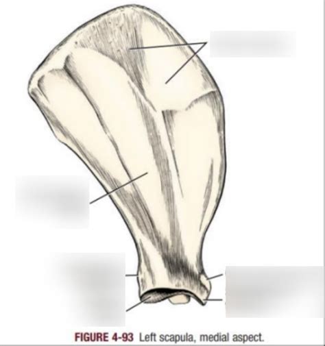 Anatlec Appendicular Skeleton [scapula Medial] Diagram Quizlet