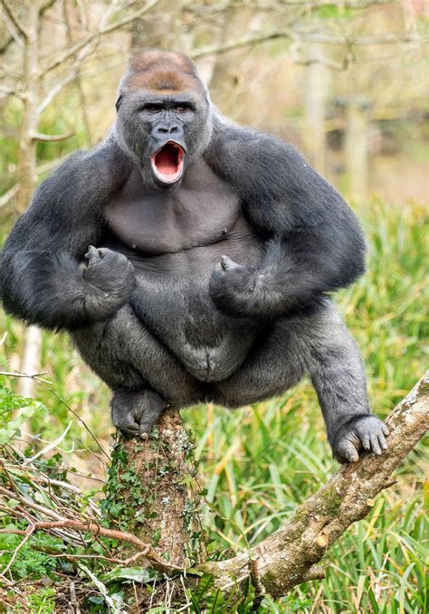 Gorilla Standing Up