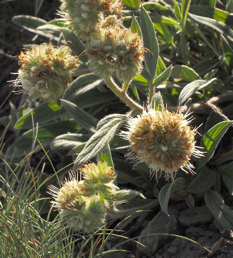 Hydrophyllaceae North Olympics