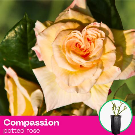 Rose Compassion Climbing Gorgeous Roses