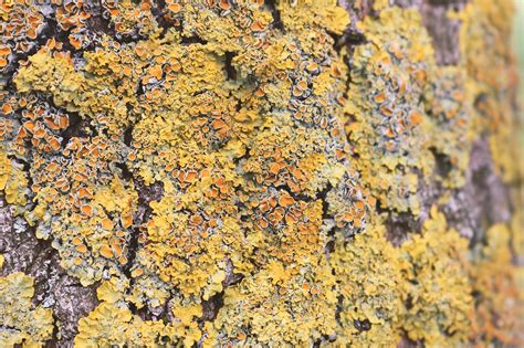 Tree Bark Fungus Free Photo On Pixabay