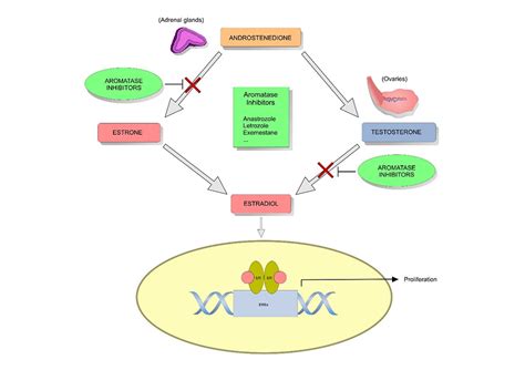 Hormone Therapy For Breast Cancer Types And How It Works Iryrk