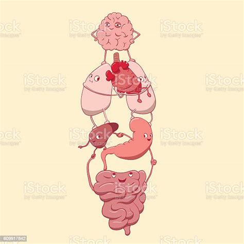 อวัยวะภายในน่ารักเป็นมิตรและมีความสุข ภาพประกอบสต็อก ดาวน์โหลดรูปภาพ