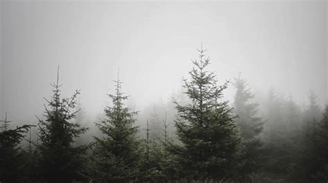 Misty Forest Trees Swirling  Foggy Forest With Pine Trees Moody