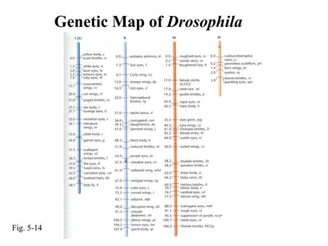 Simple Fruit Fly Gene Map