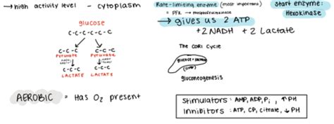 Ex Phys Exam 1 Flashcards Quizlet