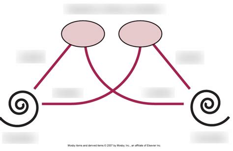 Efferent Auditory Pathway Diagram Quizlet