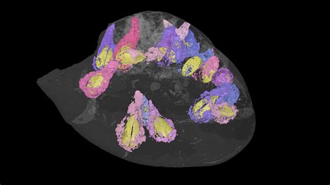 Digital Morphology Oxford University Museum Of Natural History