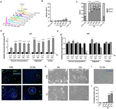 Distinct Effects Of Epirubicin Cisplatin And Cyclophosphamide On Ovarian Somatic Cells Of
