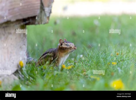 The Eastern Chipmunk Tamias Striatus On A Meadow The Eastern