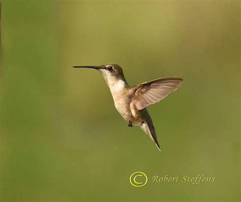 Ruby Throated Hummingbird Birdforum