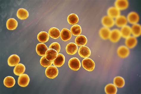 Staphylococcus Food Poisoning Stock Illustrations 45 Staphylococcus Food Poisoning Stock